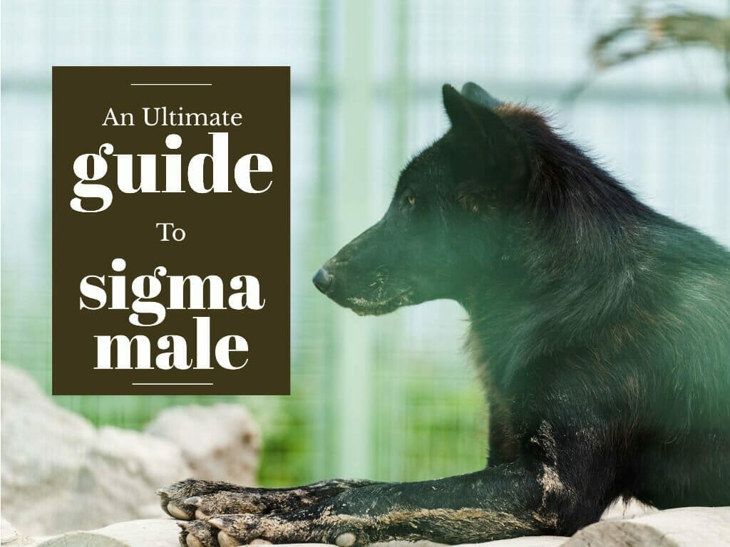 The Sigma Male - An Ultimate Guide To The Lone Wolf